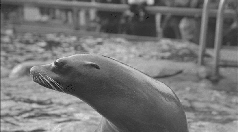 The Central Park Zoo: What Makes It So Popular? - manhattanname.com